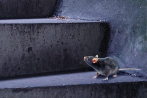 Can Rats Climb? (Are They Good Climbers And Jumpers?)