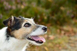 Jack Russell Coat Types: 3 Hair Varieties And The Genetics