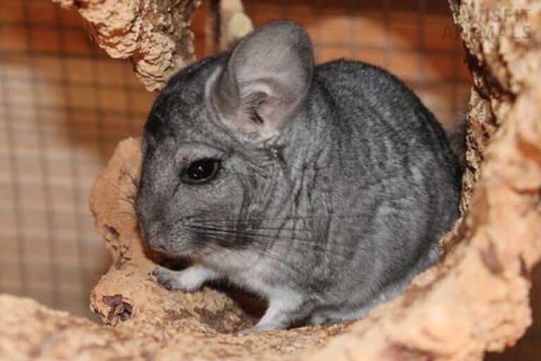 Types Of Chinchilla Breeds & Their Characteristics