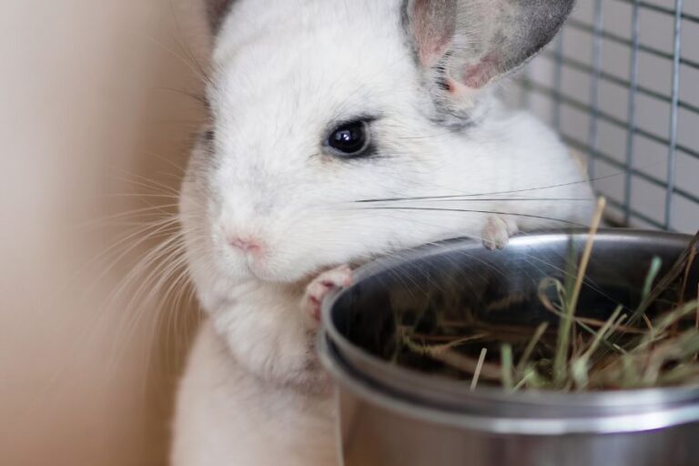 What Do Chinchillas Eat? (Wild Vs. Pet Chinchilla Diet)