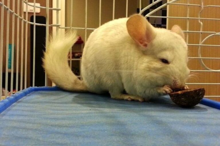 Chinchilla Supplies List: What They Need & Why
