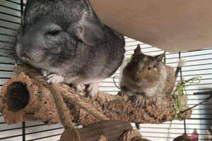 Are Chinchillas Good Pets? 11 Pros And 6 Cons Of Chins