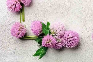 What Smells Do Rats Hate? (11 Rat Repelling Scents)