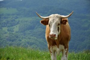 Top 10 Most Stubborn Animals In The World | Misfit Animals