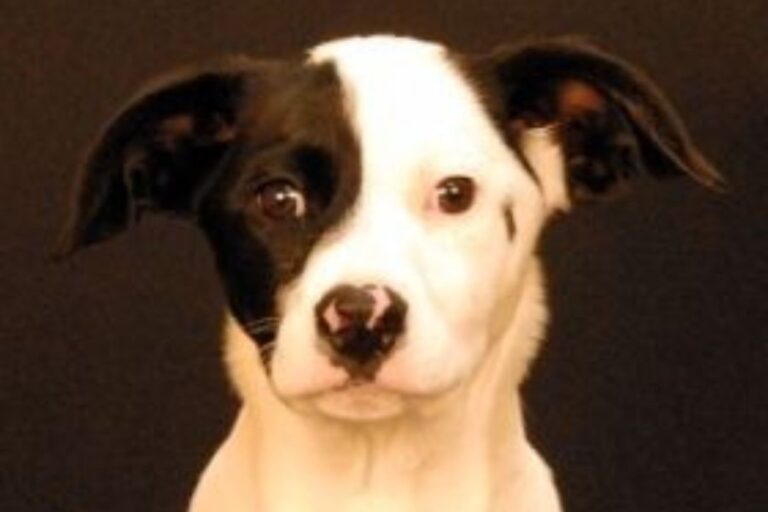 Jack Russell Dalmatian Mix (Jackmatian): Breed Info