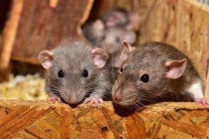 Rat Vs. Mouse: What’s The Difference? (6 Main Differences)