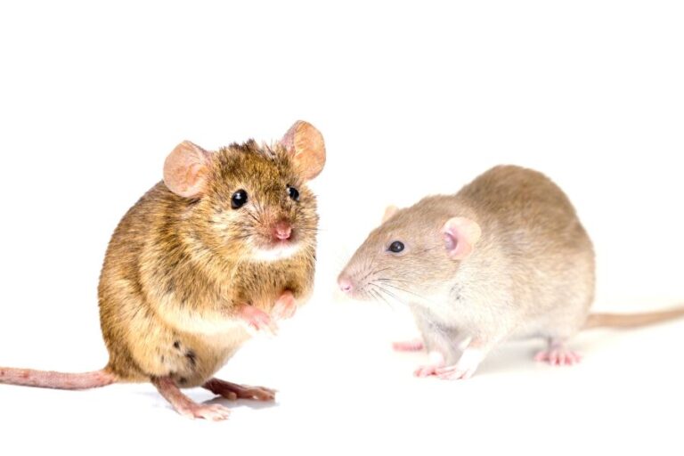 Rat Vs. Mouse: What’s The Difference? (6 Main Differences)