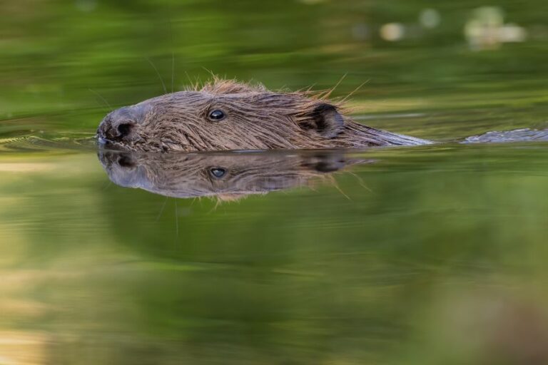 Are Beavers Nocturnal? (Beavers’ Sleep & Activity Patterns)