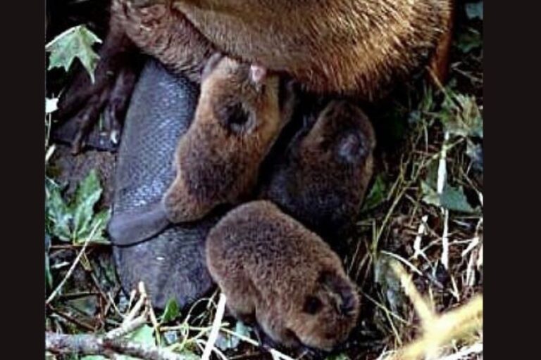 How Do Beavers Mate? (Facts About Beaver Reproduction)