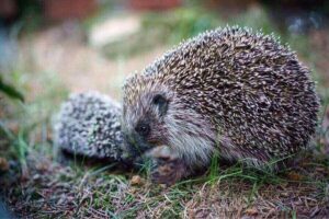 Hedgehog Breeding And Reproduction: How To Breed Them
