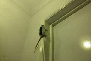 Can Rats Climb? (Are They Good Climbers And Jumpers?)