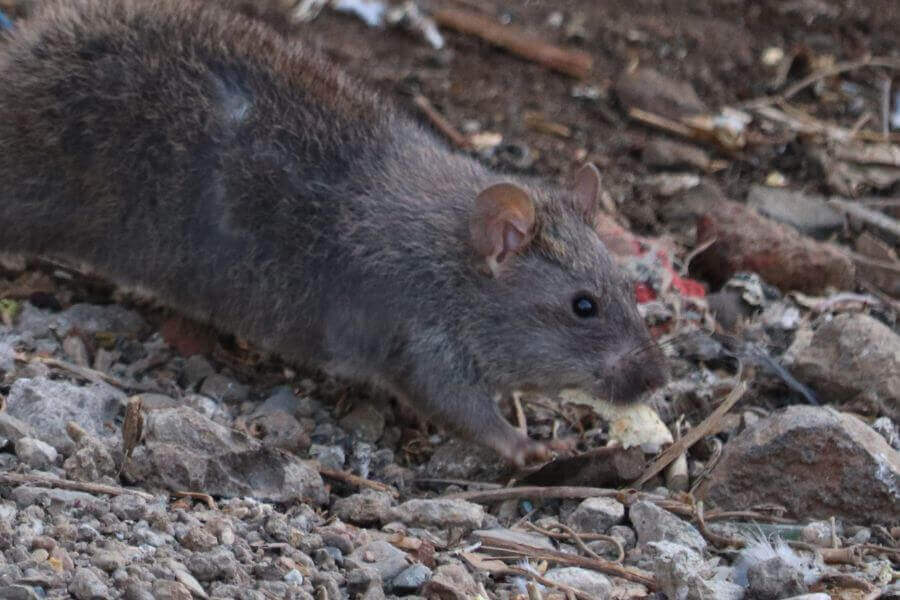 What Do Rats Eat Wild Vs Pet Rat Diet Healthy Foods What Do Rats Eat Wild Vs Pet Rat Diet Healthy Foods