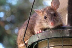 What Sounds Do Rats Make? (7 Rat Sounds With Examples)