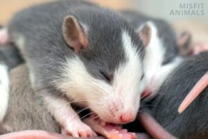 Do Rats Sleep? (How, Where, And How Long They Sleep)