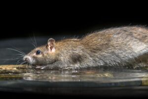Can Rats Swim & Are They Good Swimmers? (Sewer Rats)