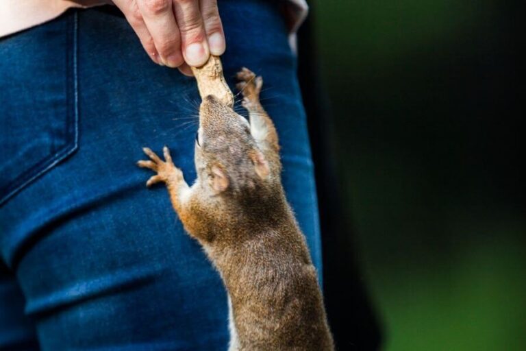 Are Squirrels Dangerous? (How To Protect Yourself)