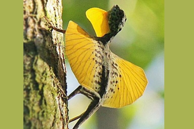 Animals With Wings That Fly (That Aren NOT Birds)