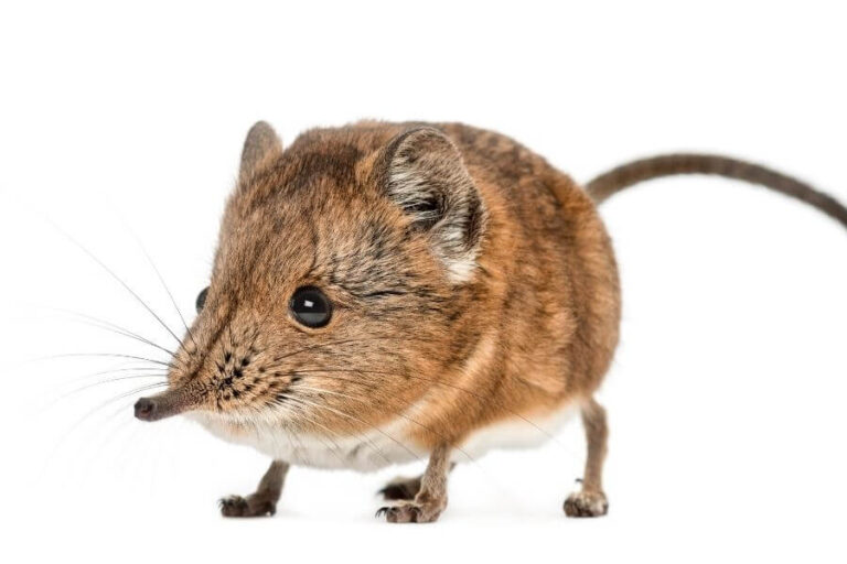 11 Animals With Long Noses (With Pictures) | Misfit Animals