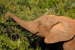 11 Animals With Trunks (With Pictures And Facts)