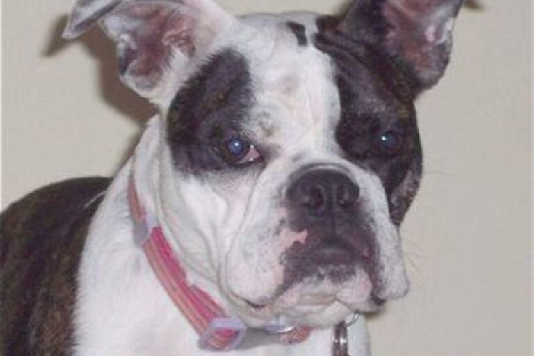 Boston Terrier Mix: 27 Boston Terrier Mixes With Traits