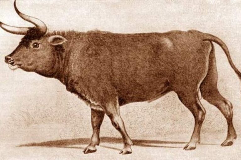 List Of 14 Extinct Animals And Why They Went Extinct