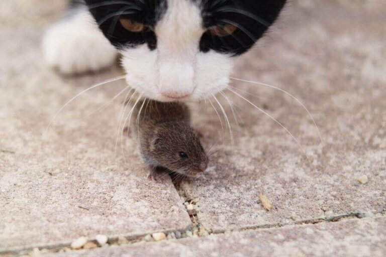 What Animals Eat Rats? 39 Natural Rat Predators In The Wild