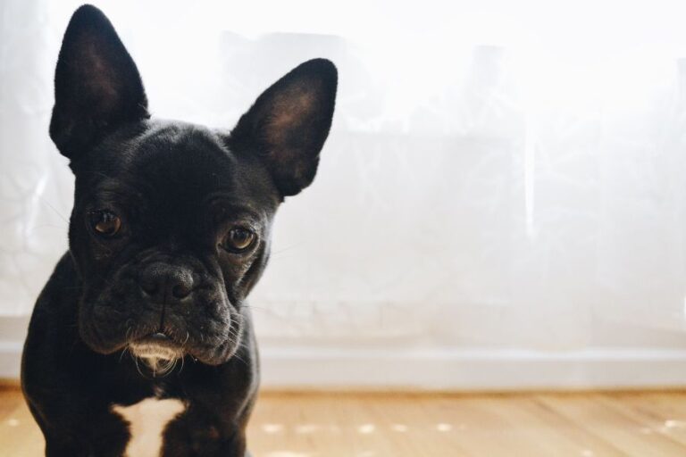 Boston Terrier Mix: 27 Boston Terrier Mixes With Traits