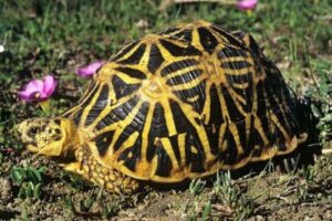 What Eats Grass? (List Of 10 Animals That Eat Grass)