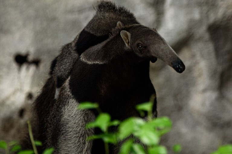 Weakest Animals: 15 Animals That Barely Survive