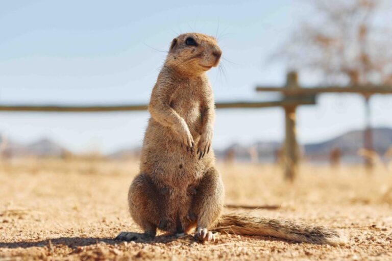 Gopher Vs. Beaver: Main Differences & How To Tell Them Apart