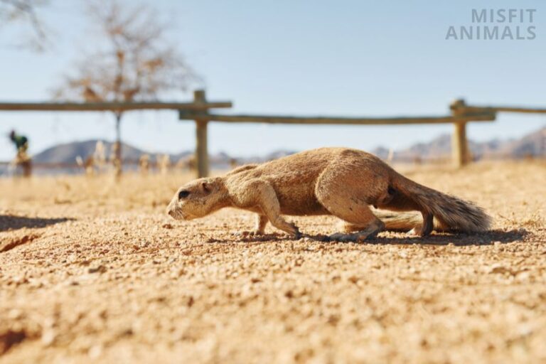 Woodchuck Vs. Beaver: The 7 Main Differences