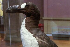 List Of 14 Extinct Animals And Why They Went Extinct