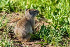 How And Where Do Squirrels Sleep? (Squirrel Sleeping Habits)