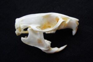 Do Rats Have Bones? (How They Squeeze Under Doors)