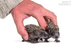 Hedgehog Breeding And Reproduction: How To Breed Them