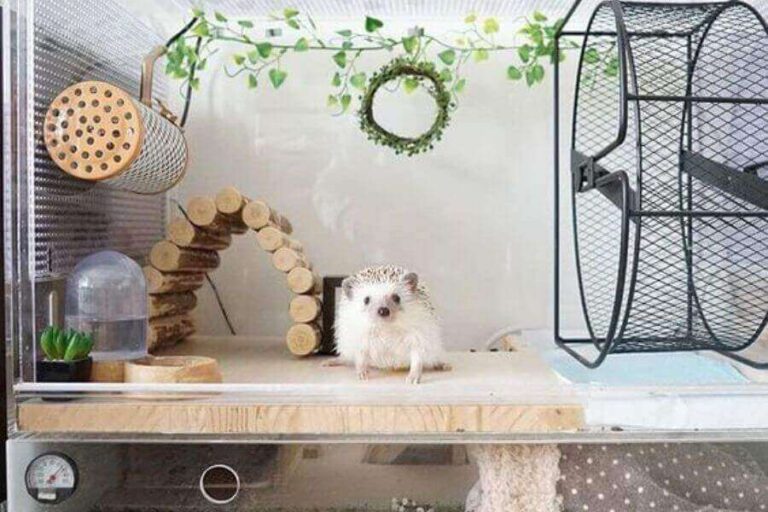 Hedgehog Cage Setup (List Of The Basic Cage Requirements)