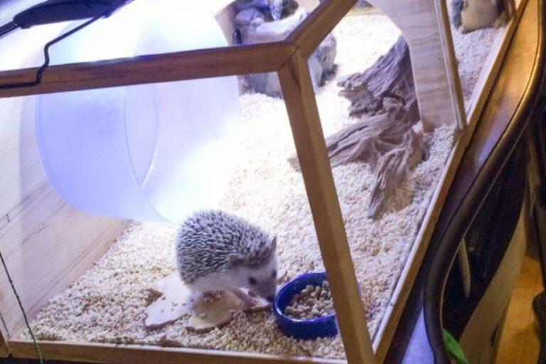 Hedgehog Cage Setup (List Of The Basic Cage Requirements)