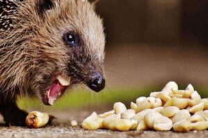 Hedgehog Breeding And Reproduction: How To Breed Them