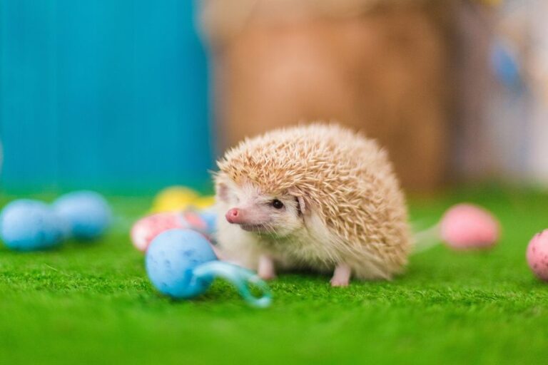 Hedgehog Care: How To Care For & Keep Hedgehogs