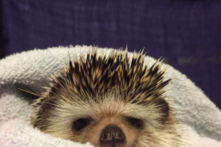 Do Hedgehogs Hibernate? (Signs Of Hibernation Vs. Sickness)