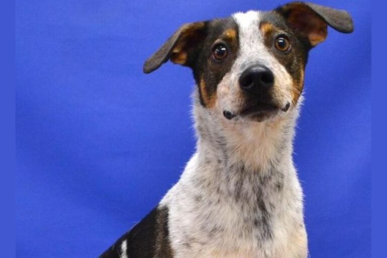Blue Heeler Jack Russell Mix (Cattlejack): 3 Cons & Pros