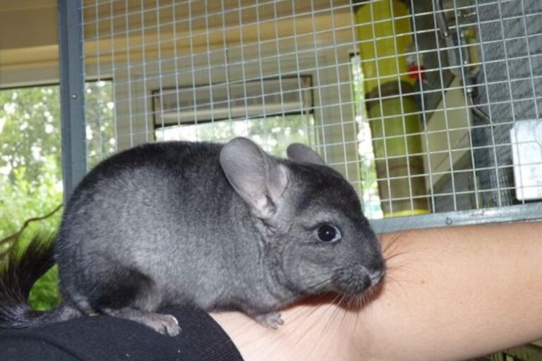 Black Chinchilla: The Darkest Chinchilla Breed