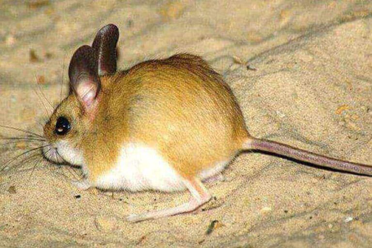 Top 10 Animals That Jump & Hop (With Images & Facts)