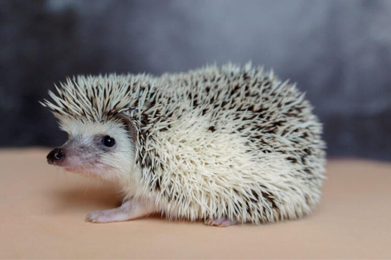 Hedgehog Size: How Big Does A Hedgehog Get? | Misfit Animals
