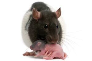 Do Rats & Mice Lay Eggs? (No, Here Is Why) | Misfit Animals