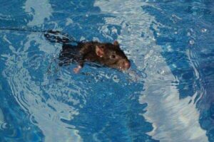 Can Rats Swim & Are They Good Swimmers? (Sewer Rats)