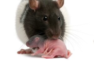Baby Rats: Life Cycle, Appearance, Dangers & Care