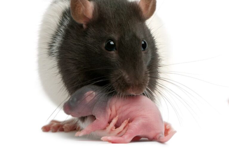 Baby Rats: Life Cycle, Appearance, Dangers & Care