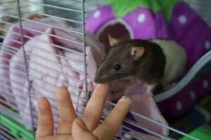 How Much Is A Rat? (Cost To Buy, Keep, And Supplies)