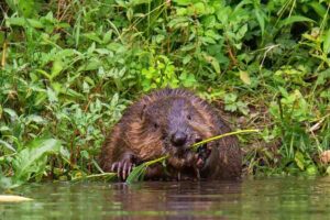 What Do Beavers Eat? (The Beaver's Herbivore Diet)